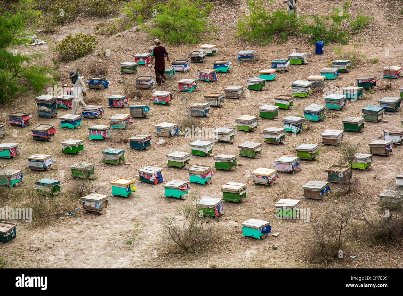 Bee hives in Punjab Province, Pakistan Stock Photo - Alamy