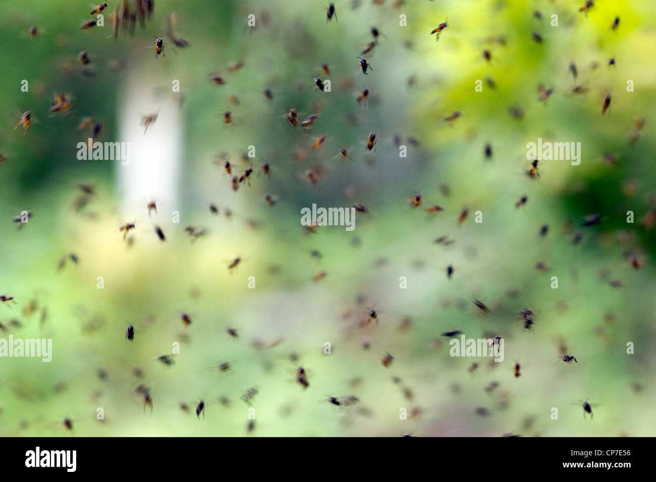Big swarm of sweat bees in the rainforest in Western Ecuador Stock ...
