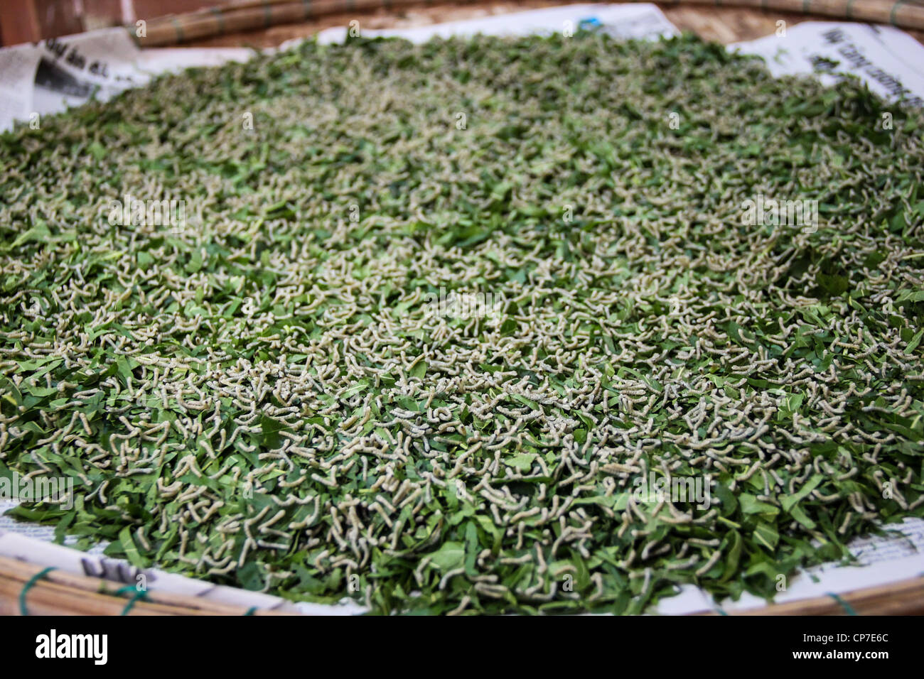 Fifth instar silkworm larvae feeding on mulberry leaves - Silk Factory ...