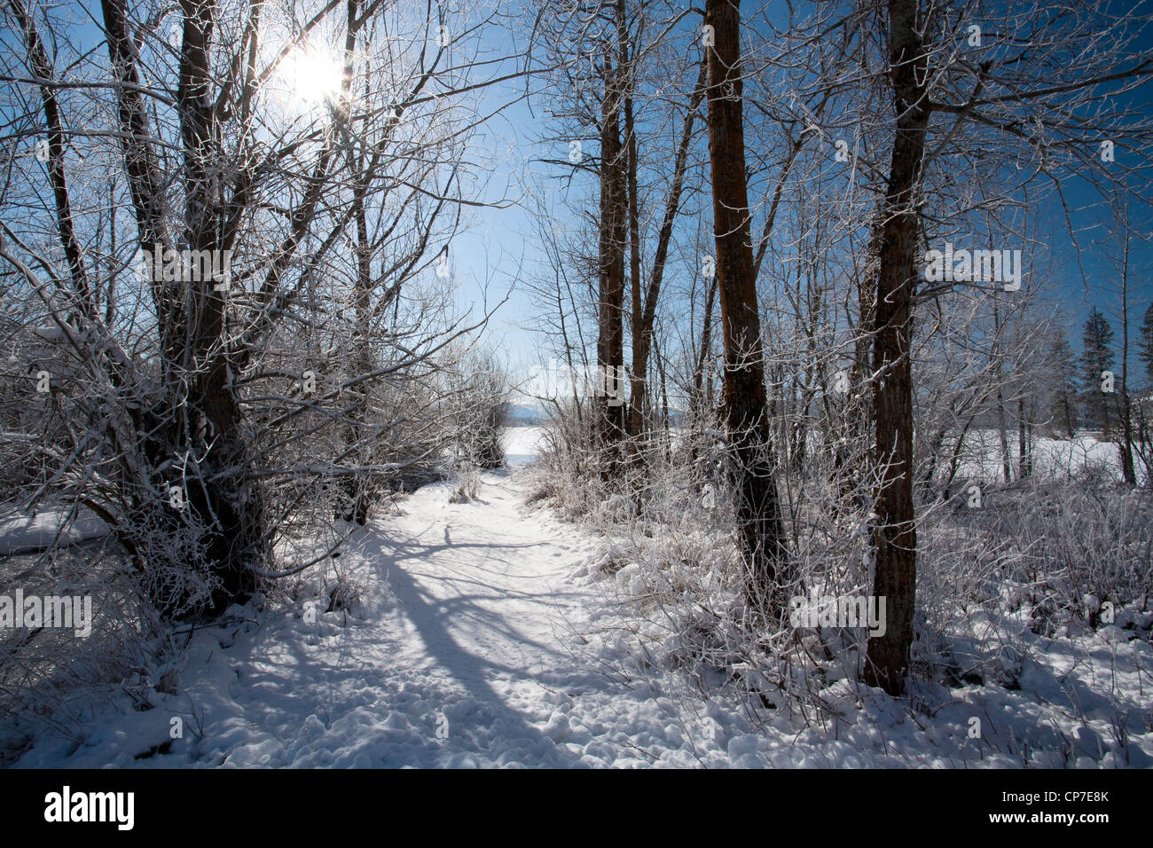 Path through trees in winter Stock Photo - Alamy