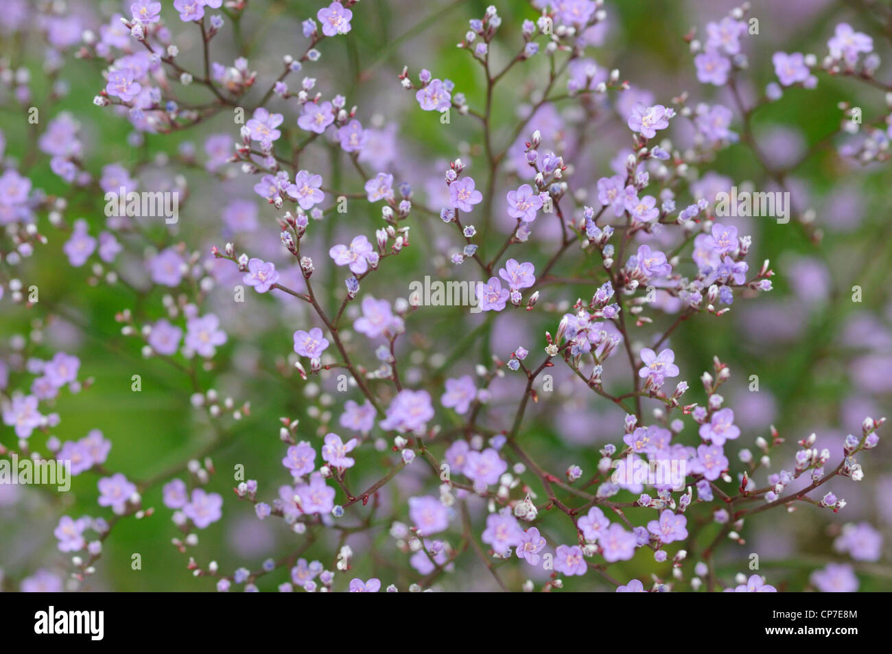 Gypsophila cultivar, Gypsophila, Purple Stock Photo - Alamy