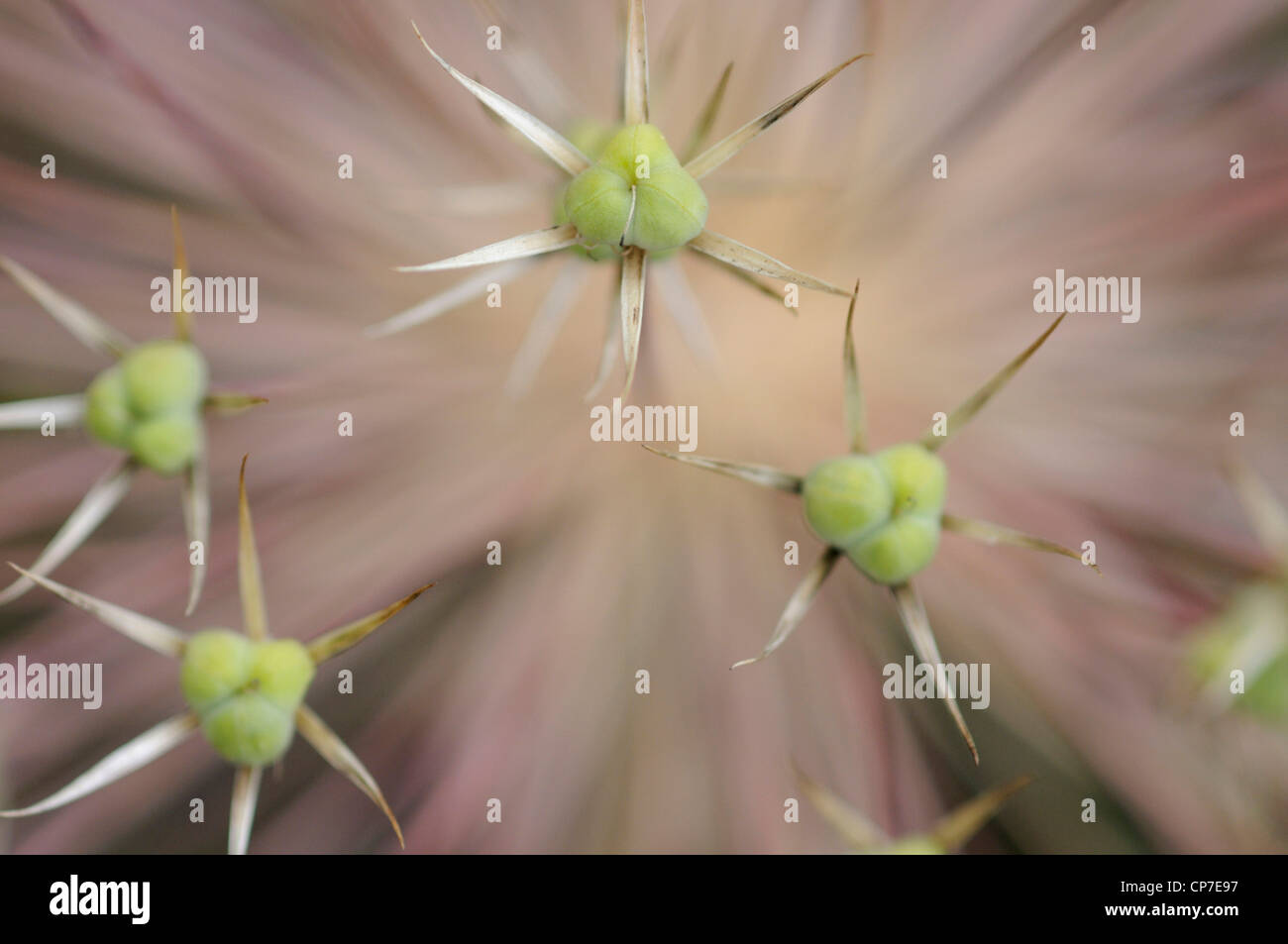Allium giganteum, Allium, Green Stock Photo - Alamy