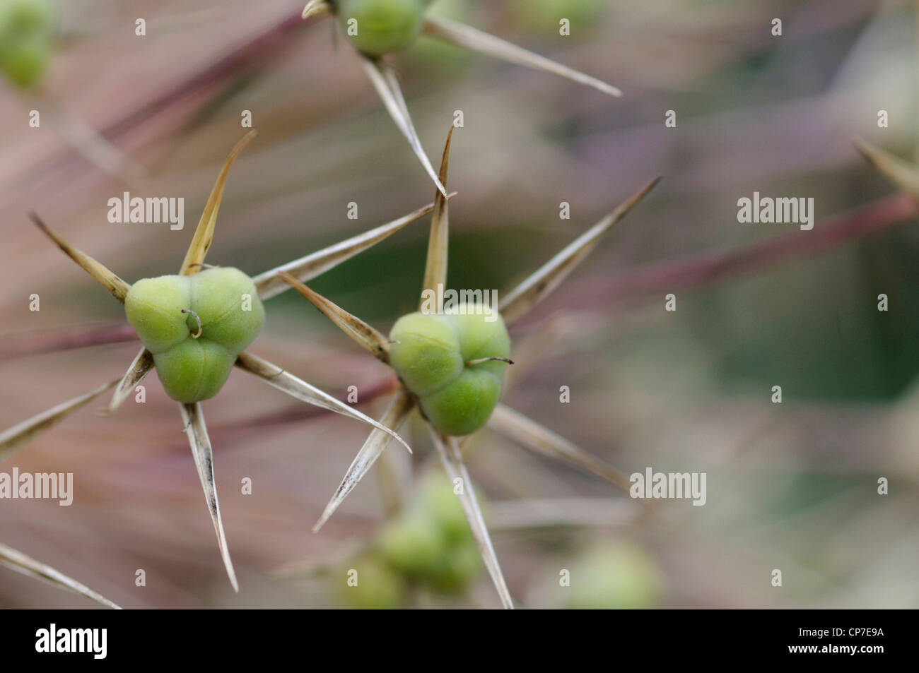 Allium giganteum, Allium, Green Stock Photo - Alamy