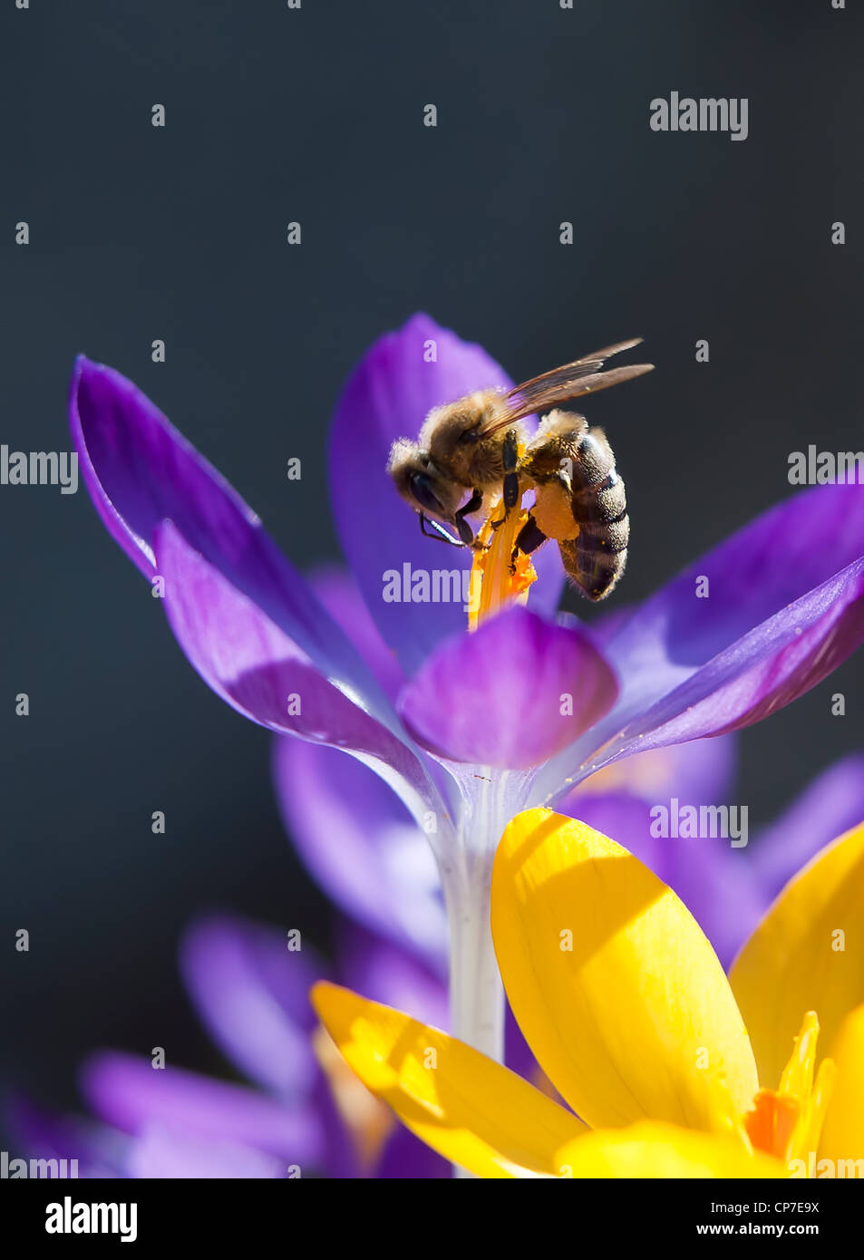 A small honey bee gathers pollen from a crocus Stock Photo - Alamy