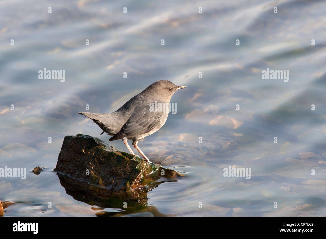 American dipper on rock hi-res stock photography and images - Alamy