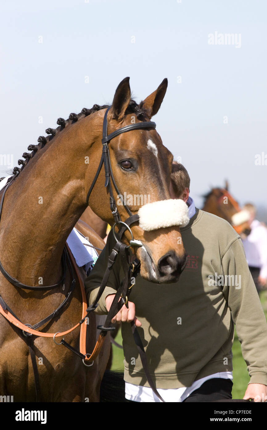 A Thoroughbred horse Equus ferus caballus in the collecting ring being ...
