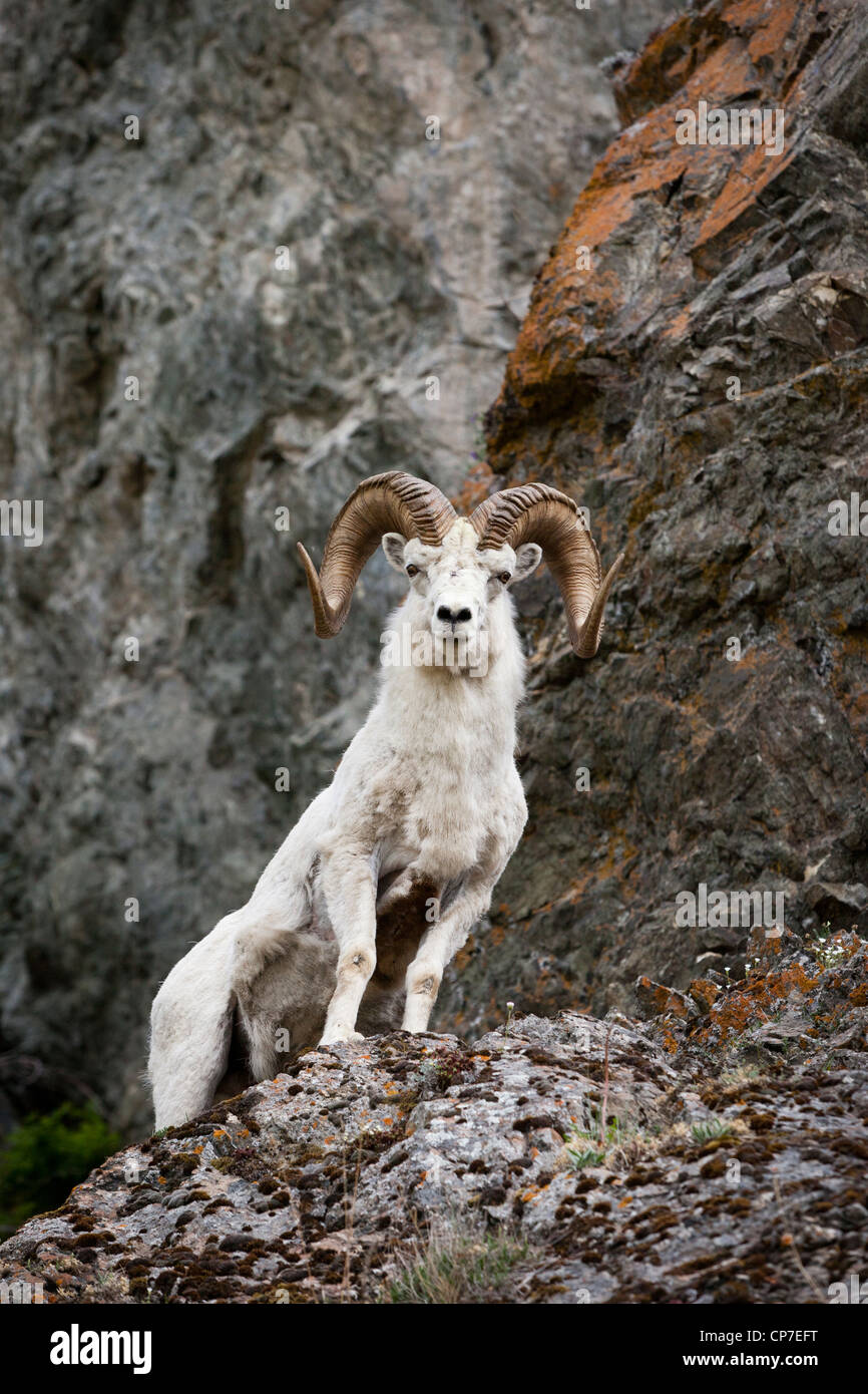 A Dall ram stands on cliff rocks in the Chugach Mountains, Southcentral ...