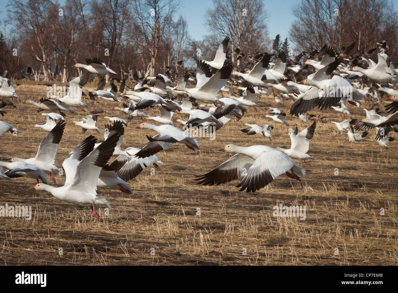 Palmer snow field hi-res stock photography and images - Alamy
