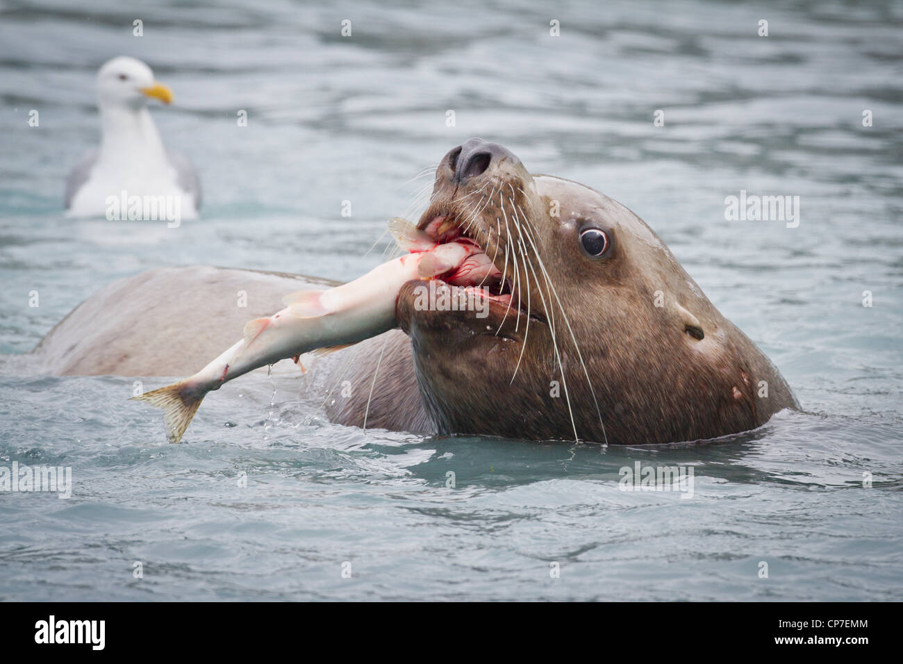 Male Sea Lion eating a Pink Salmon near the fish hatchery at Allison ...