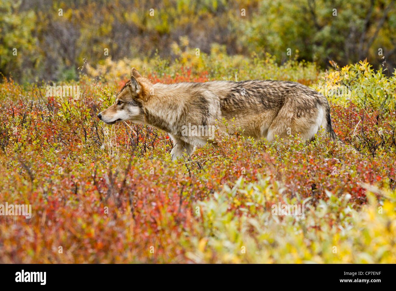 Wolf walks through the colorful foliage of Denali National Park and ...