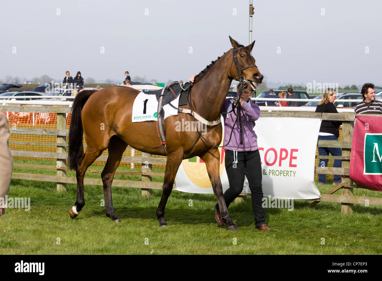 A Thoroughbred horse Equus ferus caballus in the collecting ring being ...