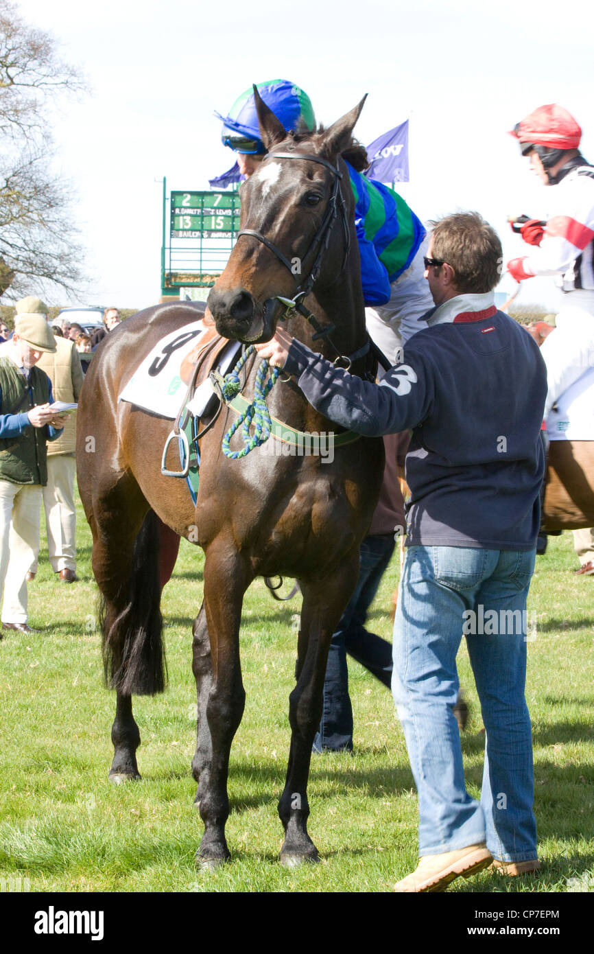 A Thoroughbred horse Equus ferus caballus in the collecting ring being ...