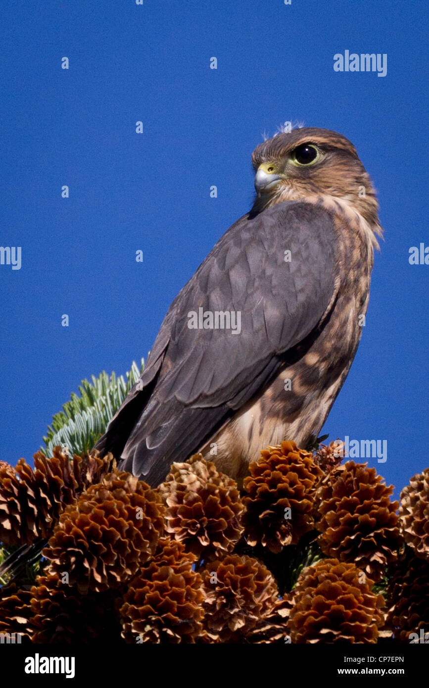 Characteristics of pigeon hi-res stock photography and images - Alamy