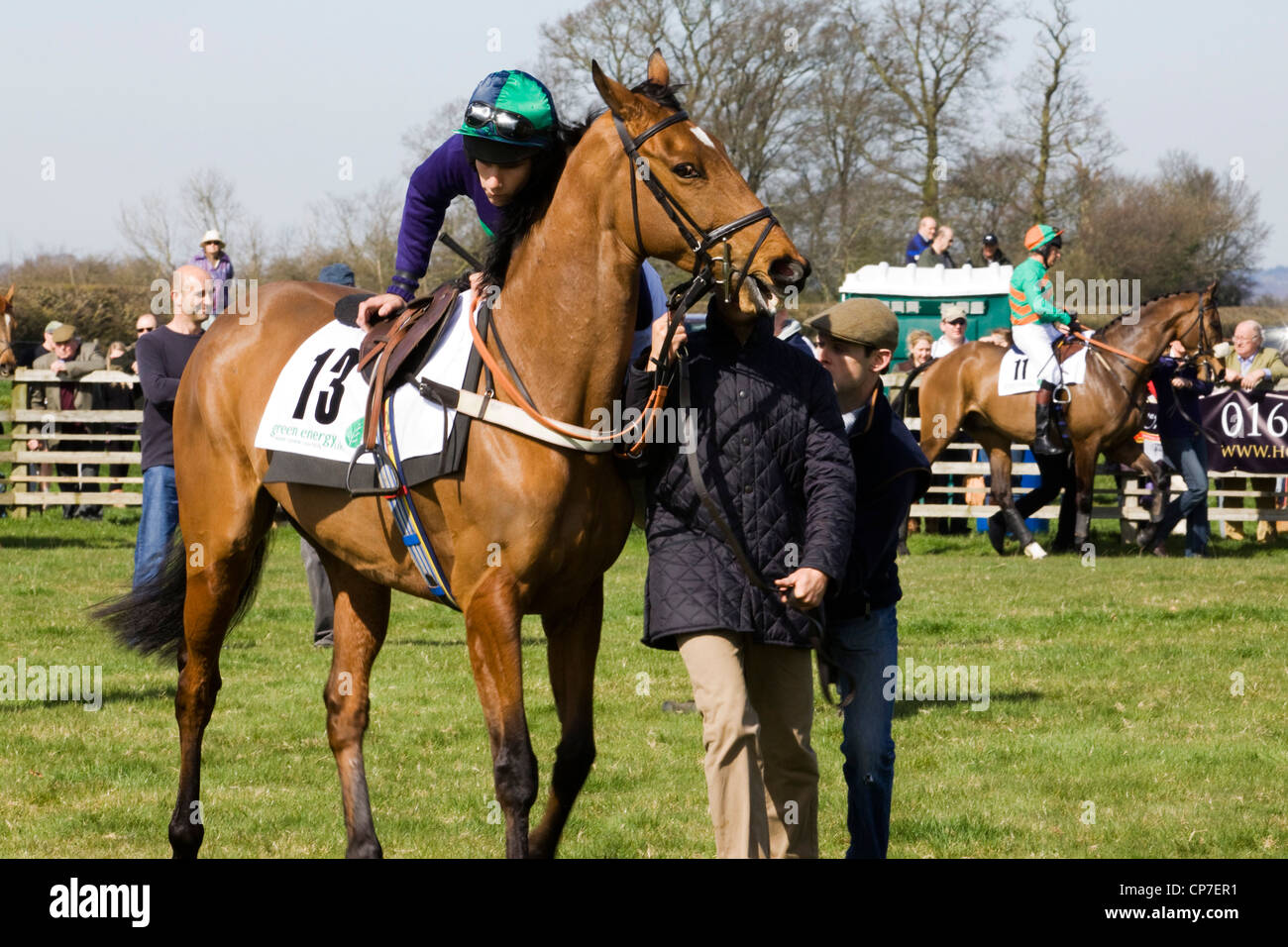 A Thoroughbred horse Equus ferus caballus in the collecting ring being ...