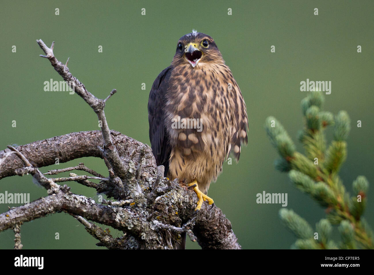Characteristics of pigeon hi-res stock photography and images - Alamy