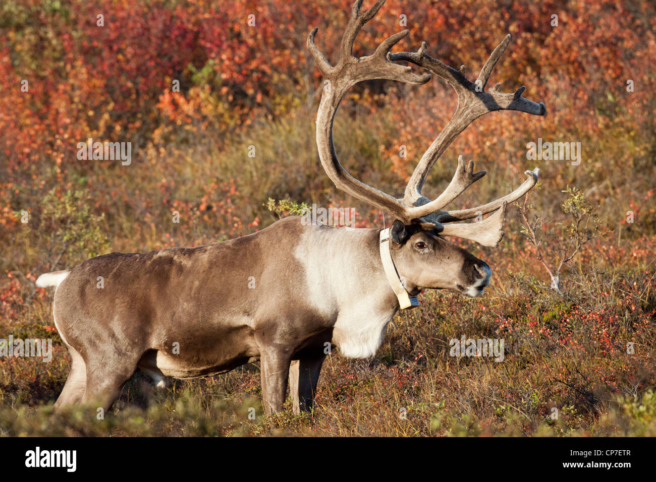 A collared bull caribou with its antlers still in velvet walks thru the ...