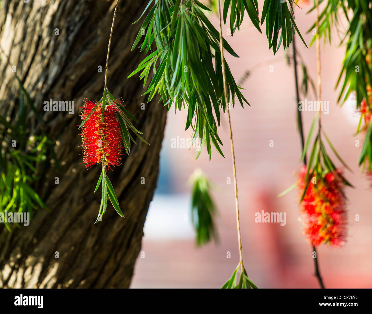 Flowering tree in Islamabad, Pakistan Stock Photo - Alamy