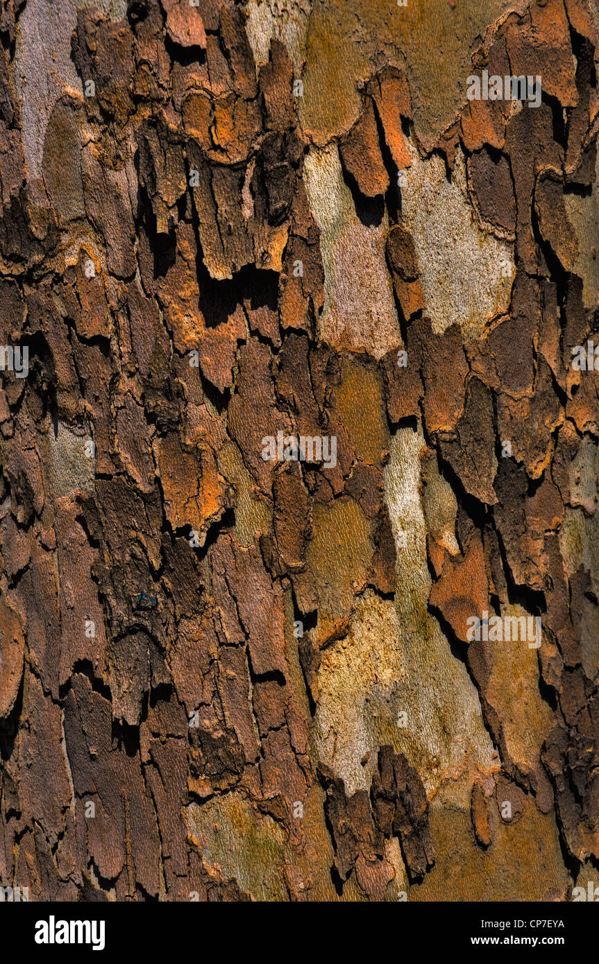 Sycamore wood grain hi-res stock photography and images - Alamy