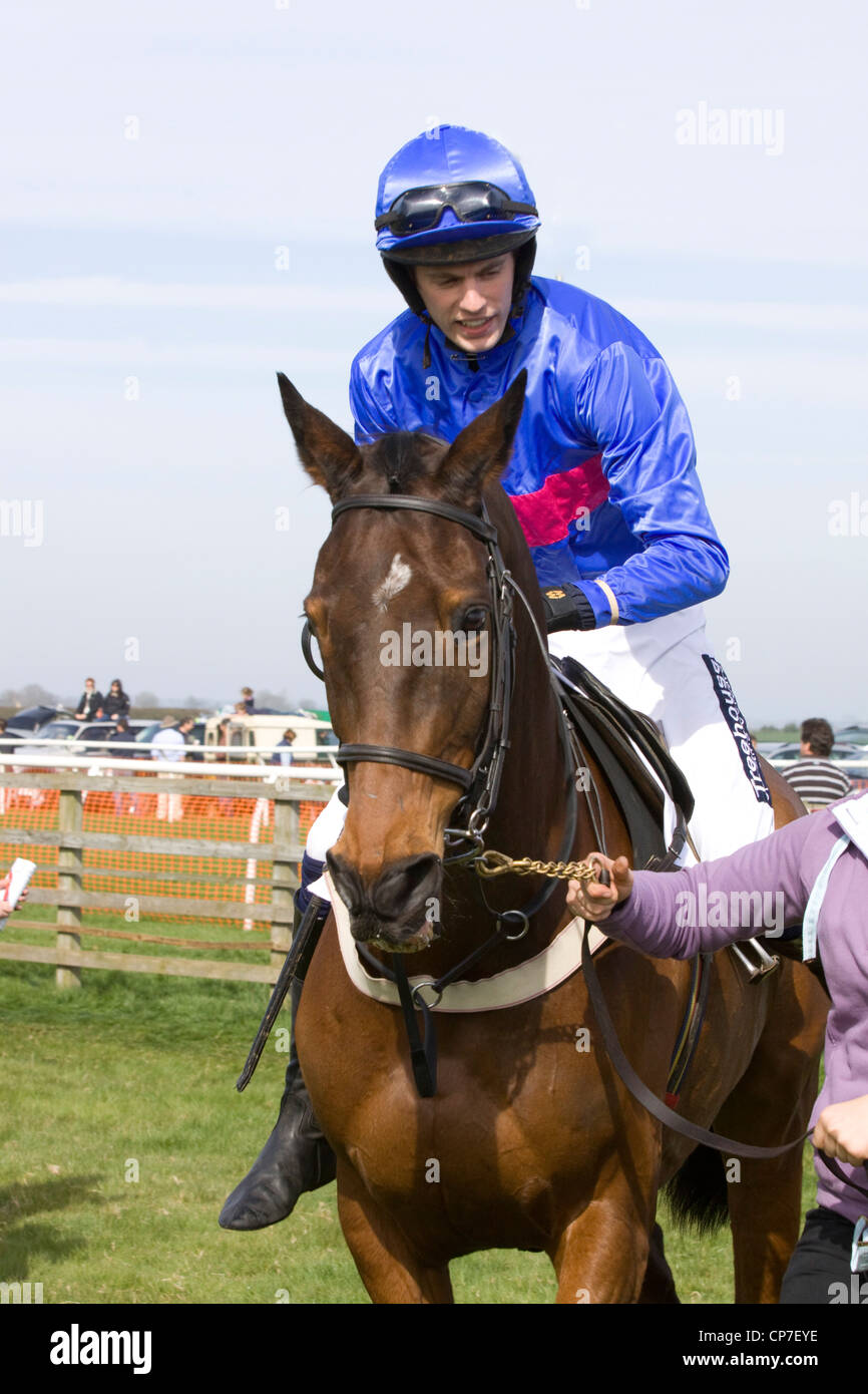 A Thoroughbred horse Equus ferus caballus in the collecting ring being ...