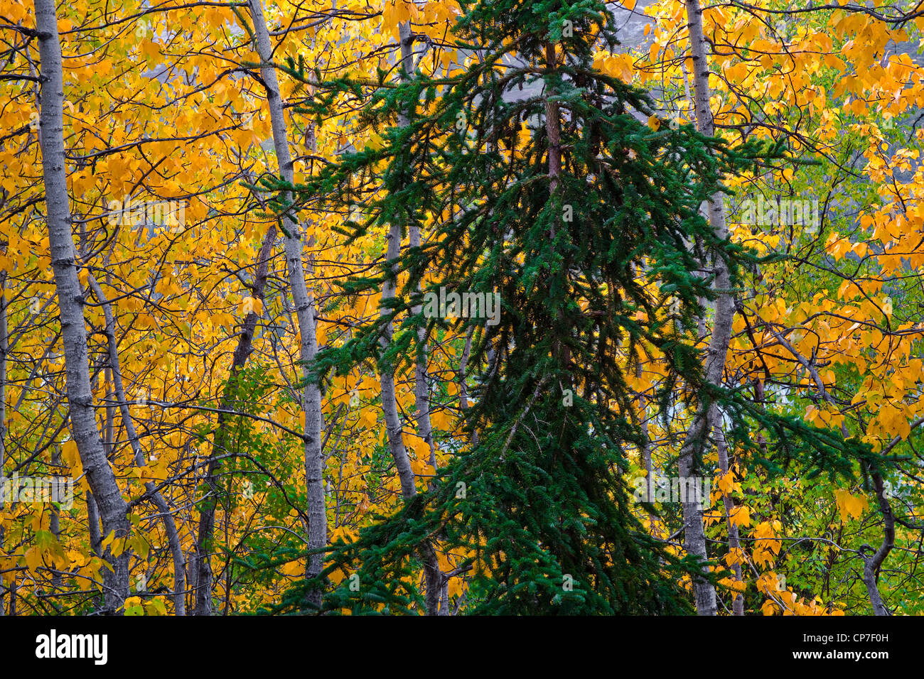 Plant characteristics hi-res stock photography and images - Alamy