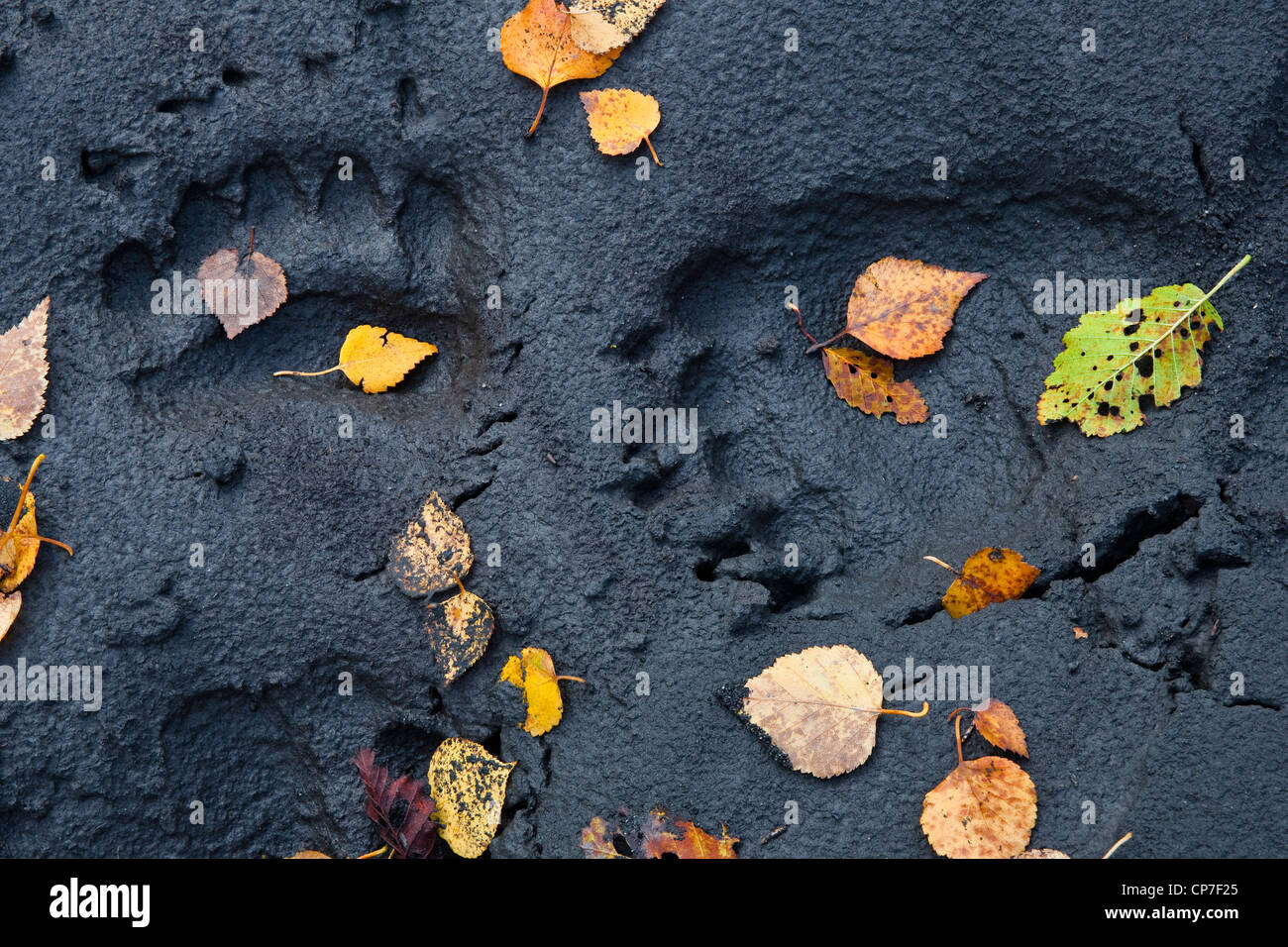 Alaska animal tracks hi-res stock photography and images - Alamy