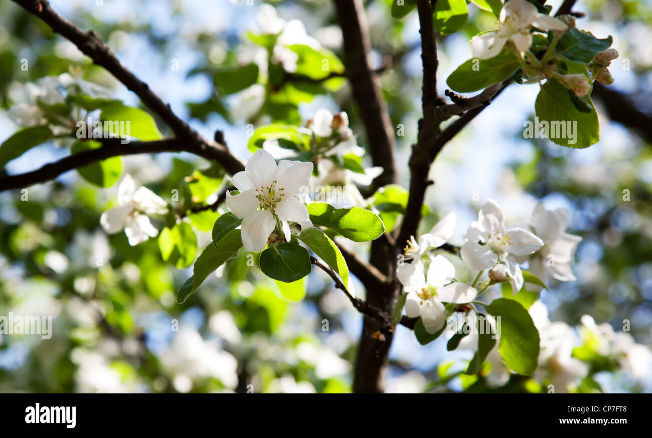 Apple-tree in blossom with white flowers Stock Photo - Alamy