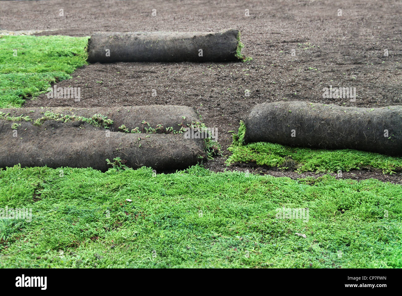 Green turf grass Stock Photo - Alamy