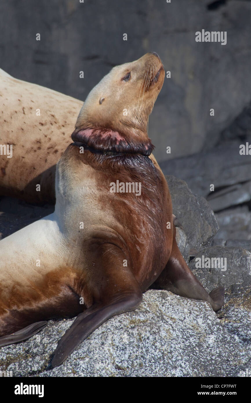 Alaska marine debris hi-res stock photography and images - Alamy