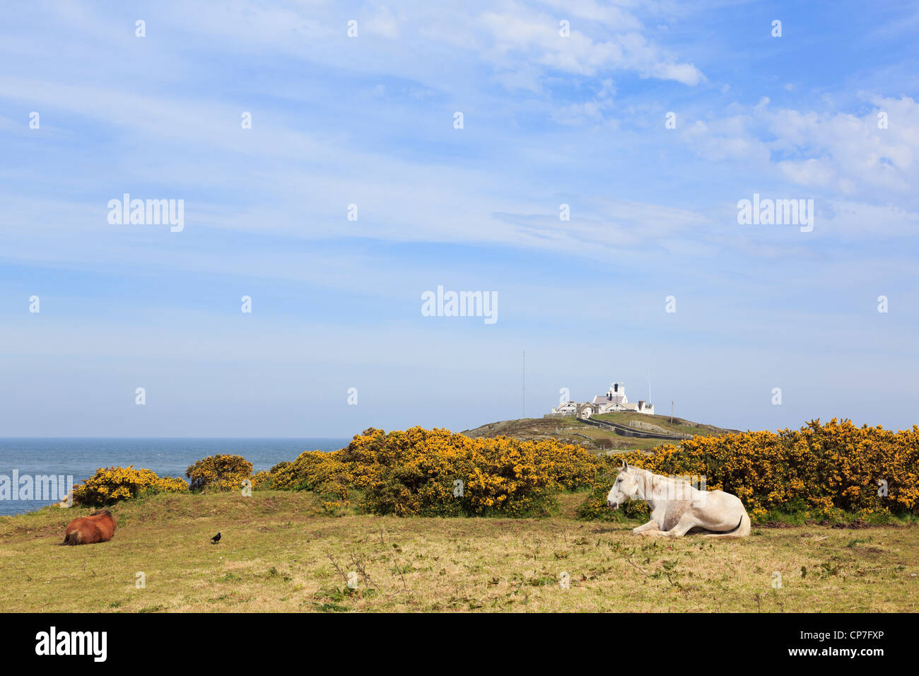 View to Point Lynas lighthouse with a white horse sitting by gorse in ...