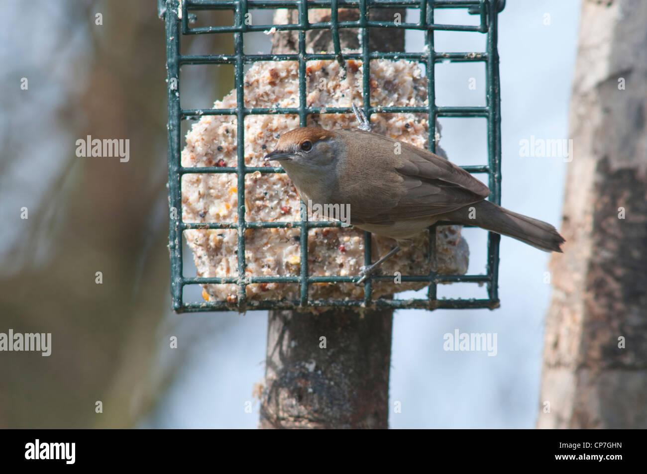 Suet feeder hi-res stock photography and images - Alamy