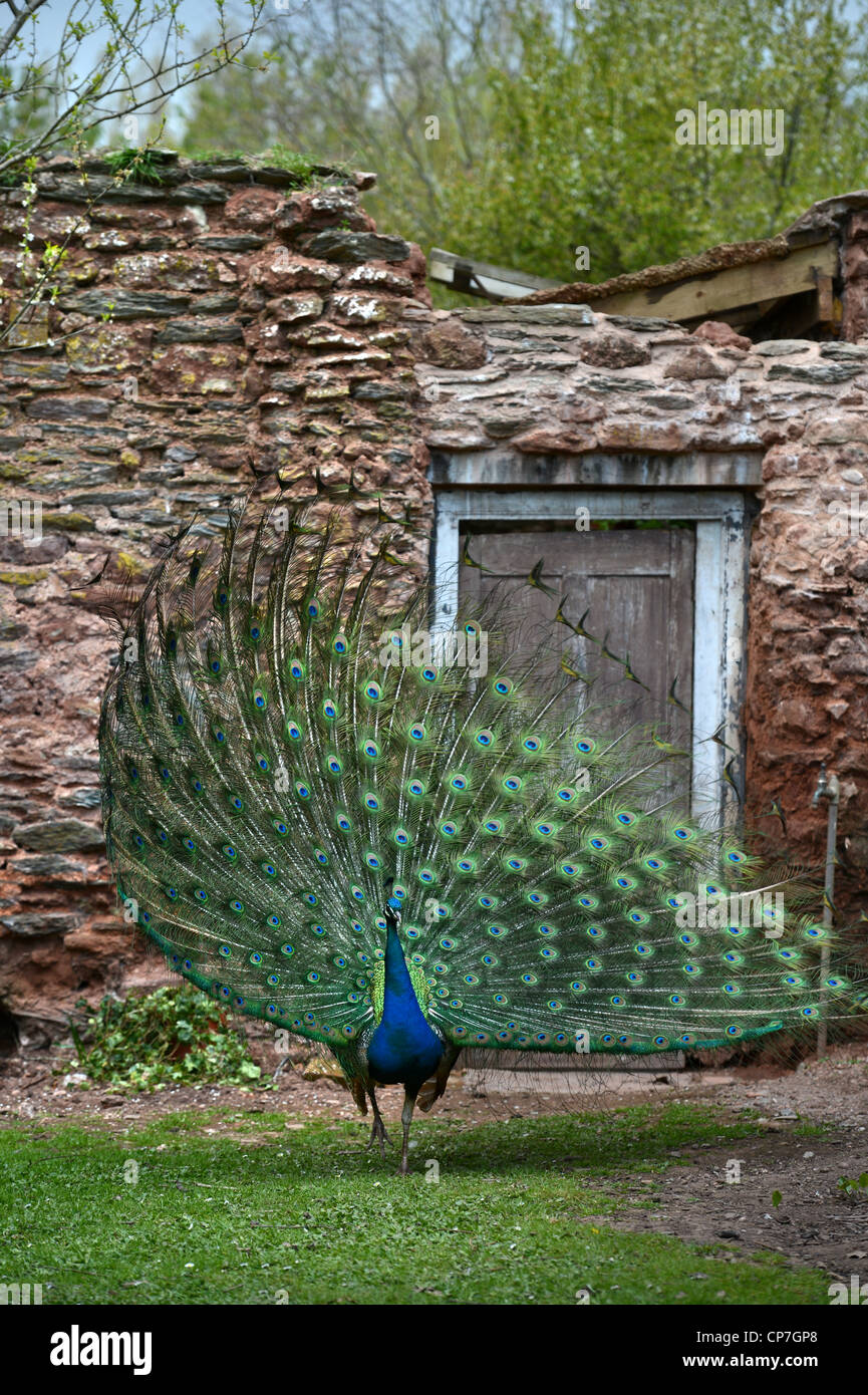 A Peacock displays its feathers in a walled garden UK Stock Photo - Alamy