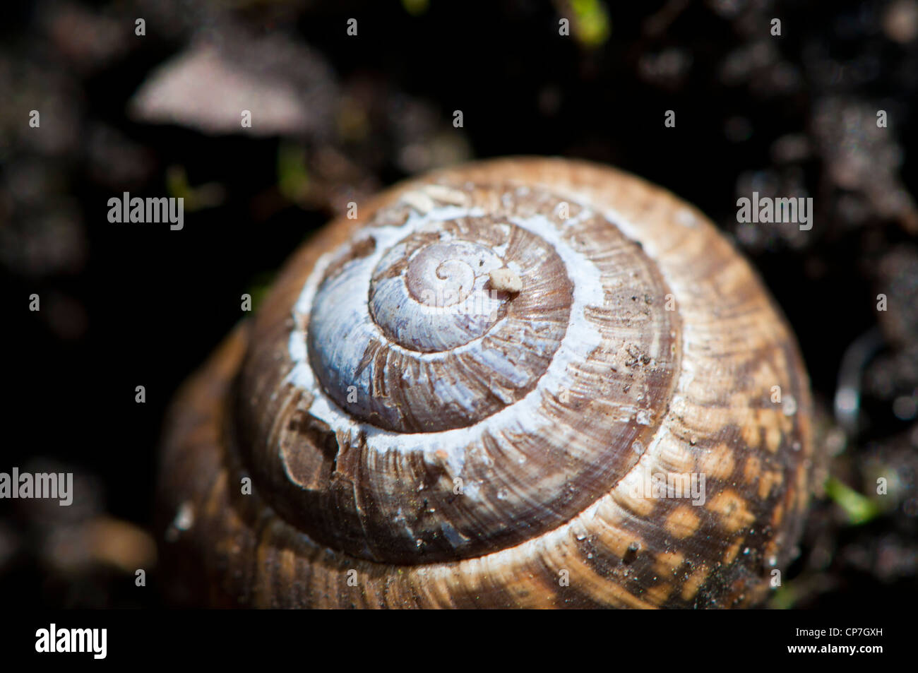 closeup on an old, damaged shell Stock Photo - Alamy