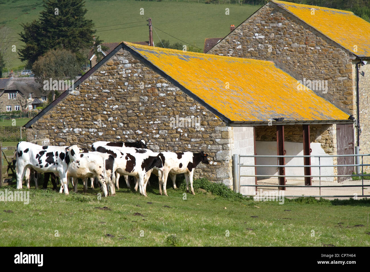 Black and white cows outside a cowshed Stock Photo - Alamy