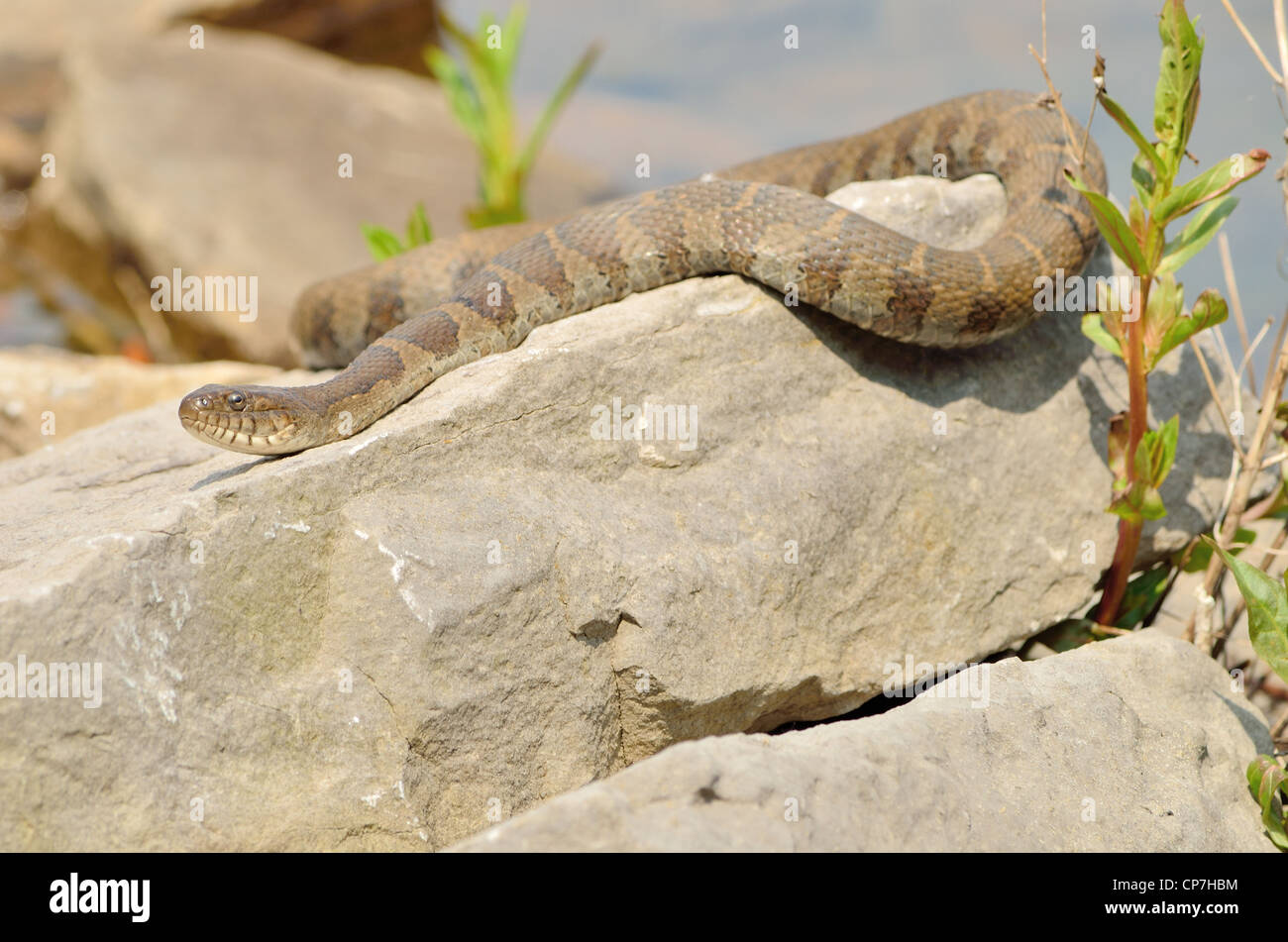 Northern water snake hi-res stock photography and images - Alamy