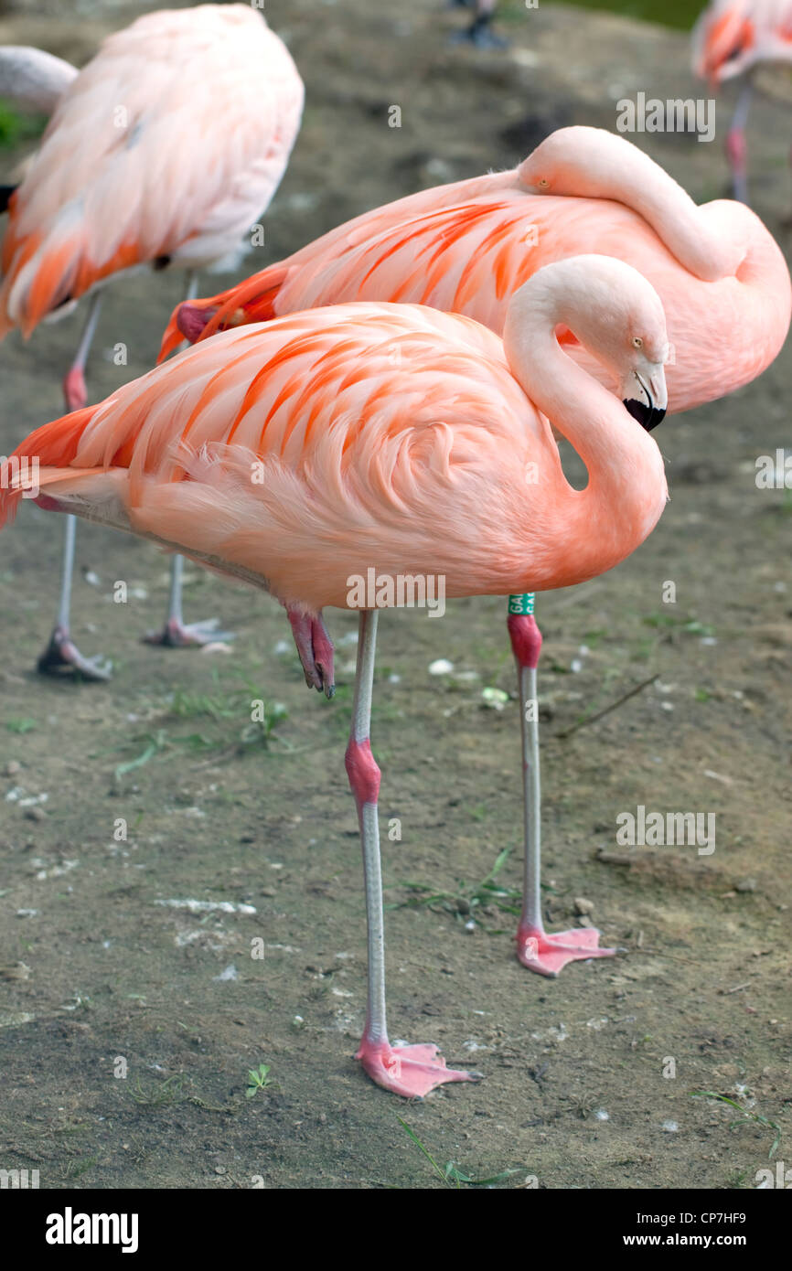 Vertical flamingos hi-res stock photography and images - Alamy