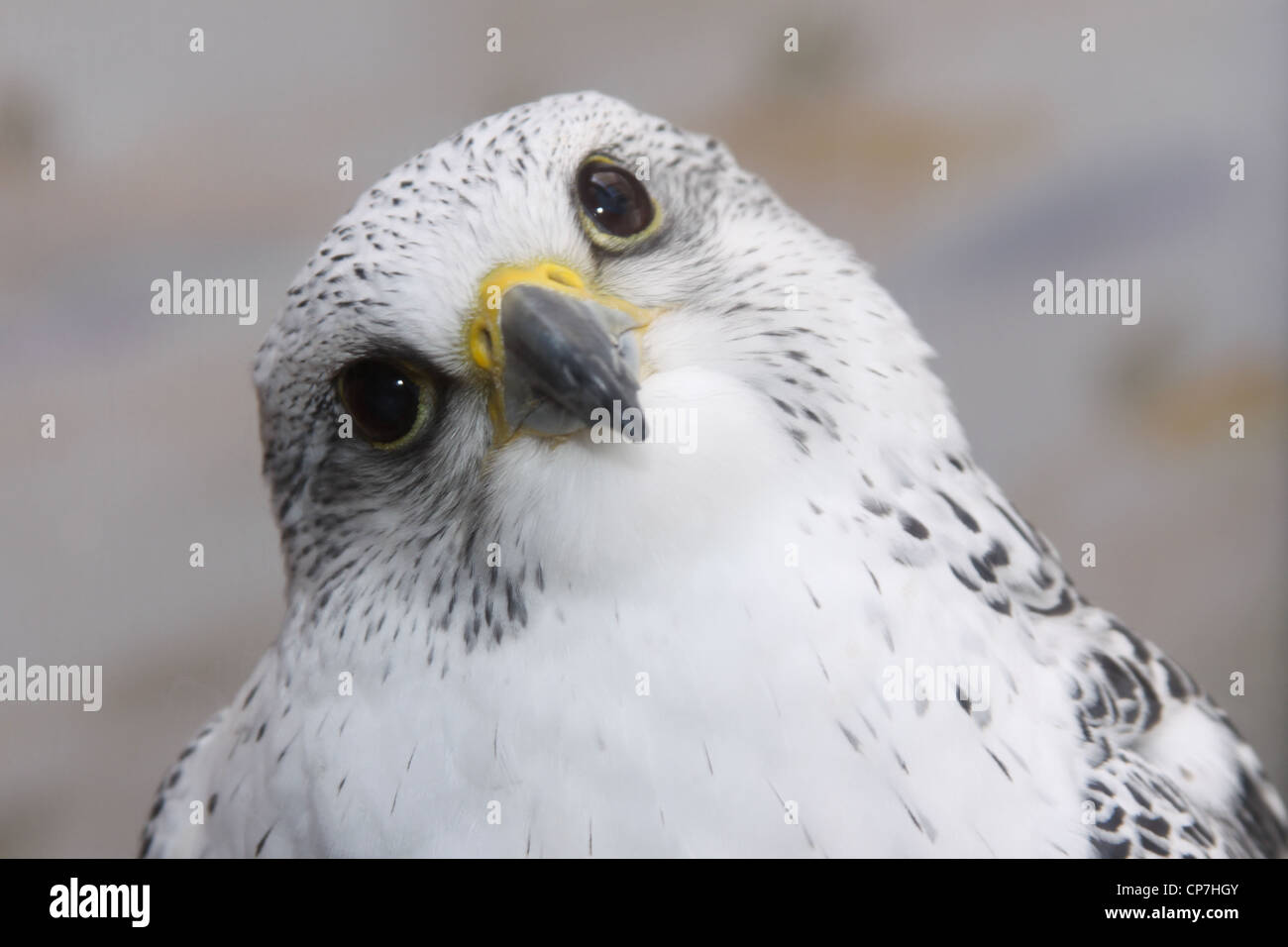 Bird tilting head hi-res stock photography and images - Alamy