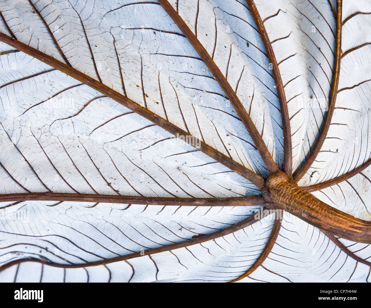Underside of the huge leaf of a Jack Fruit tree showing umbrella like ...