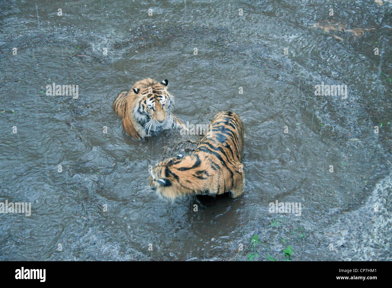 Two Siberian tigers in shallow water Stock Photo - Alamy