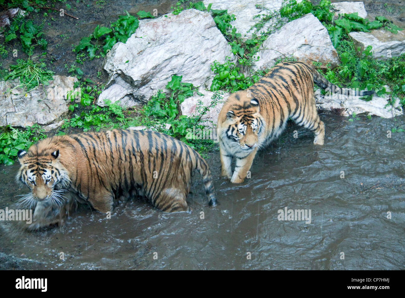 Two Siberian tigers in shallow water Stock Photo - Alamy
