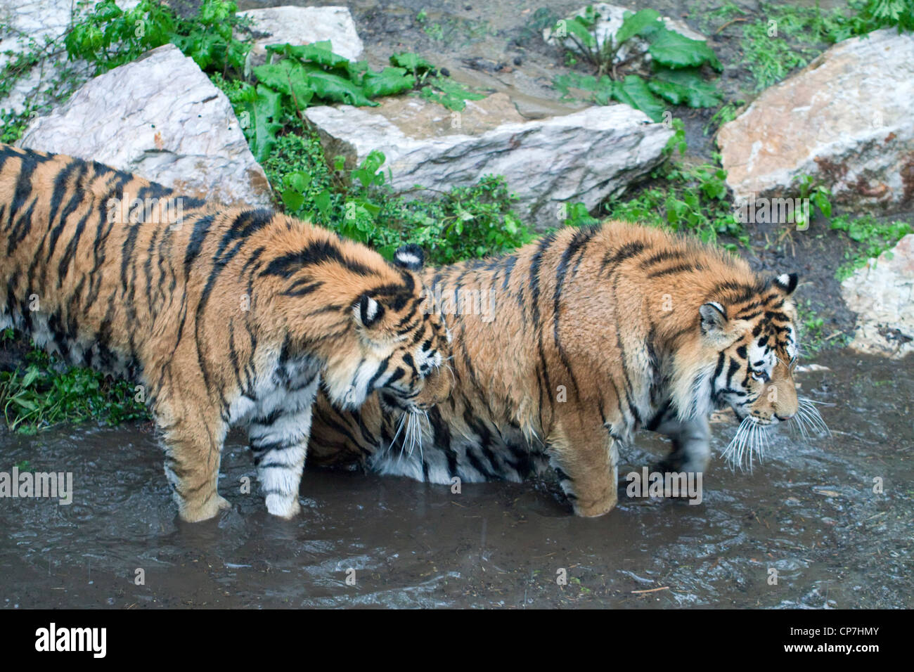 Two Siberian tigers in shallow water Stock Photo - Alamy