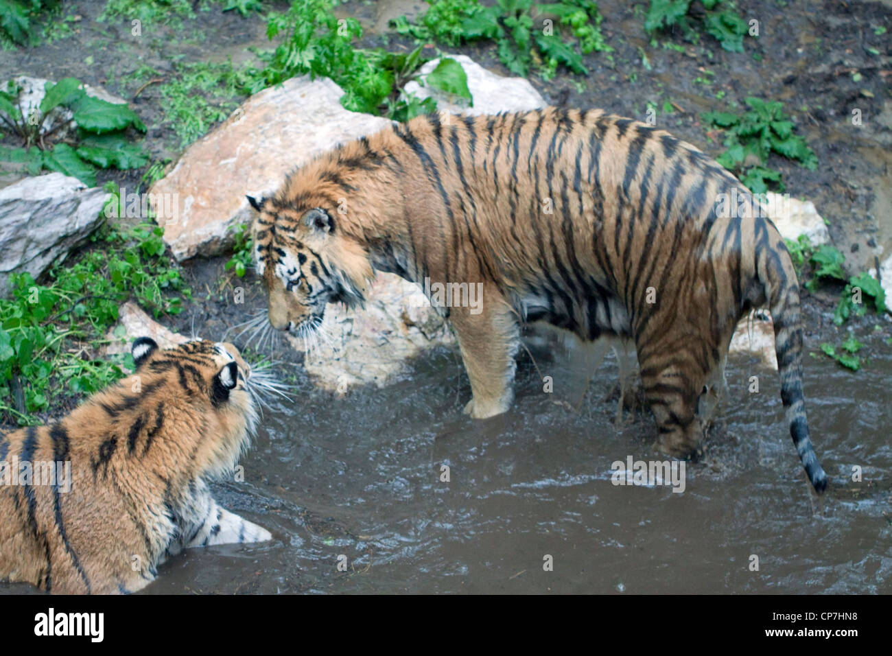 Two Siberian tigers in shallow water Stock Photo - Alamy