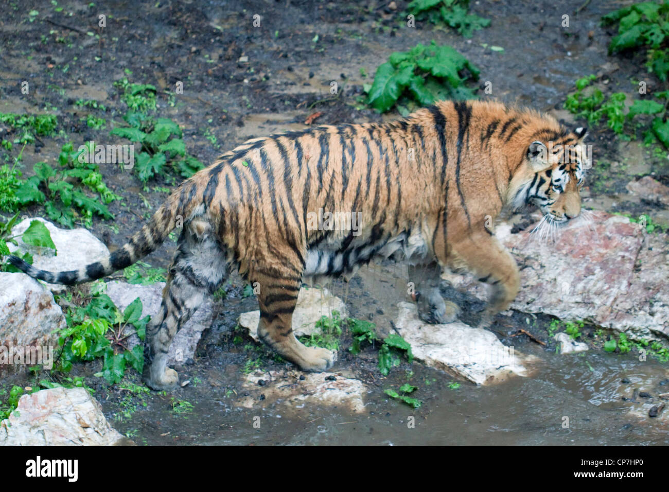 North chinese tiger hi-res stock photography and images - Alamy