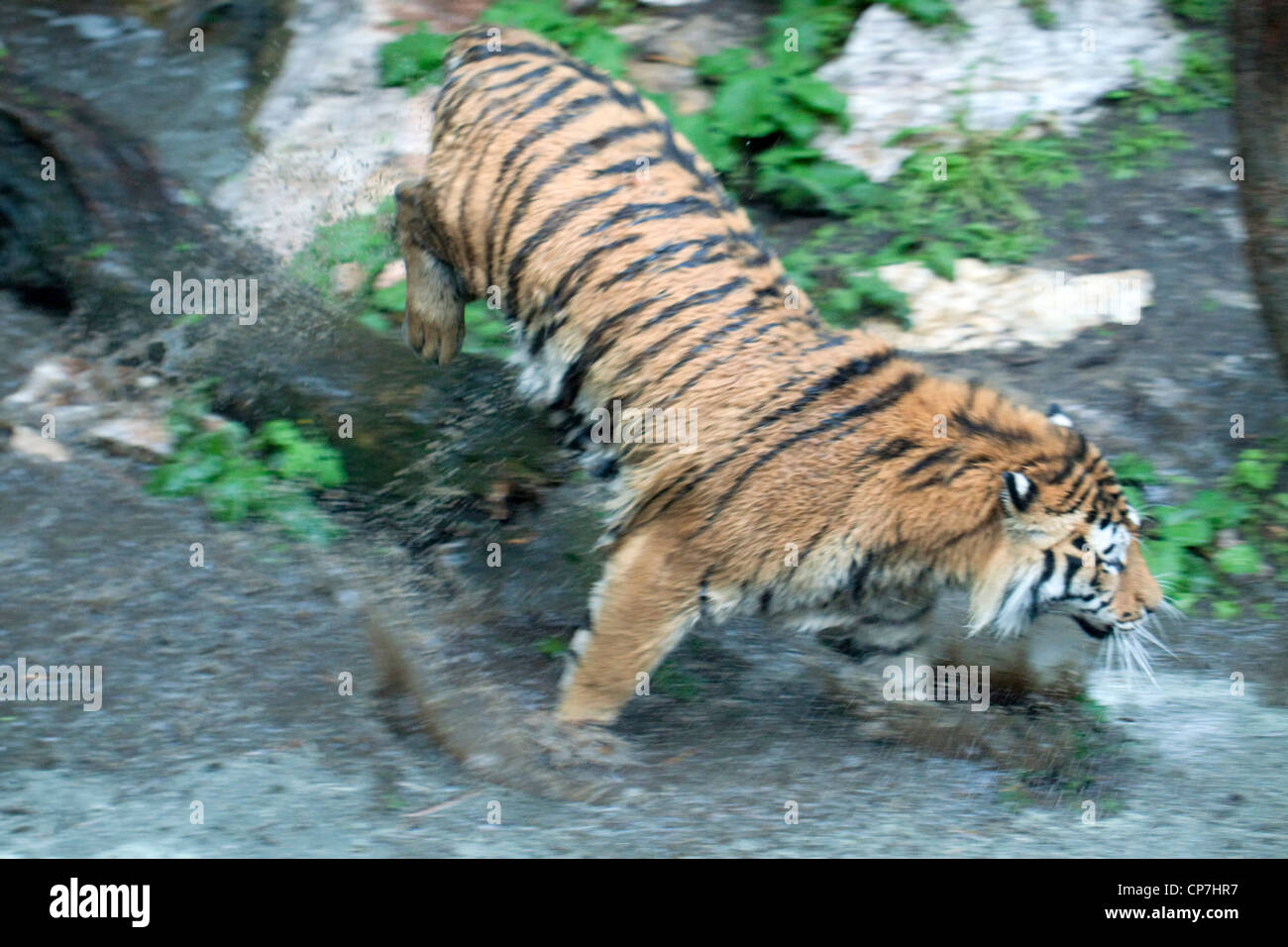 Tiger Jumping Stock Photos & Tiger Jumping Stock Images - Alamy