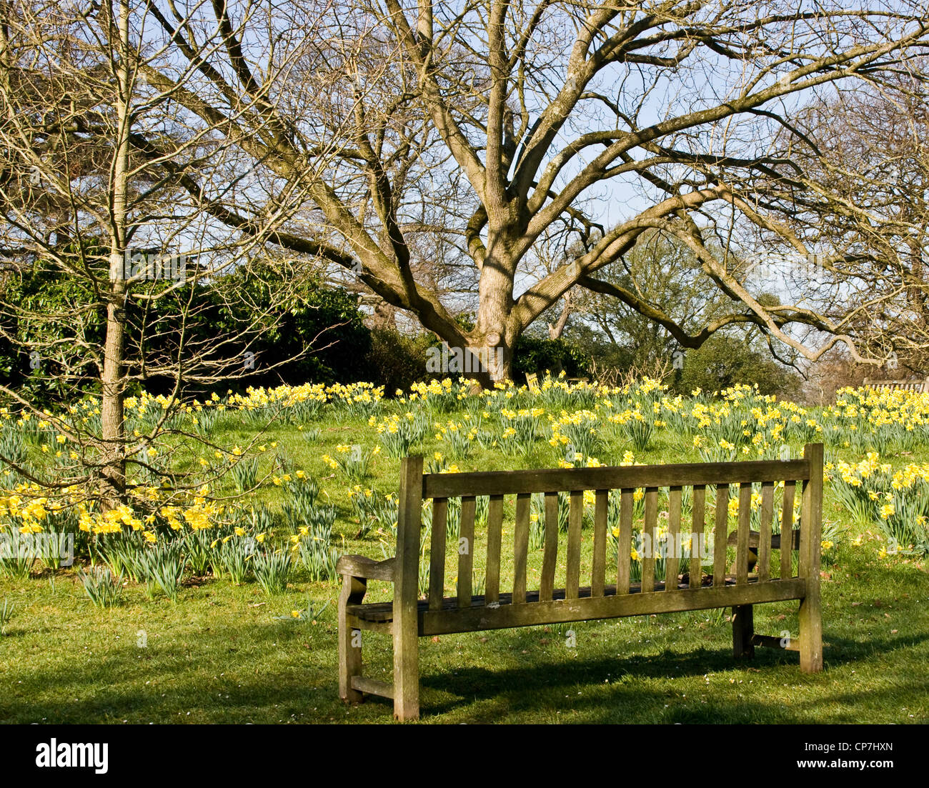 Spring scene with carpet of yellow daffodils Stock Photo - Alamy