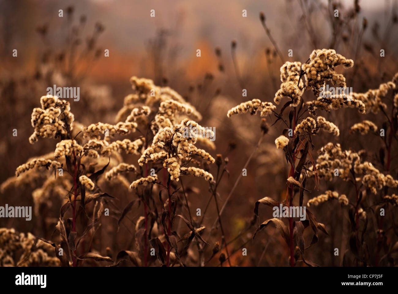 Moody plants hi-res stock photography and images - Alamy