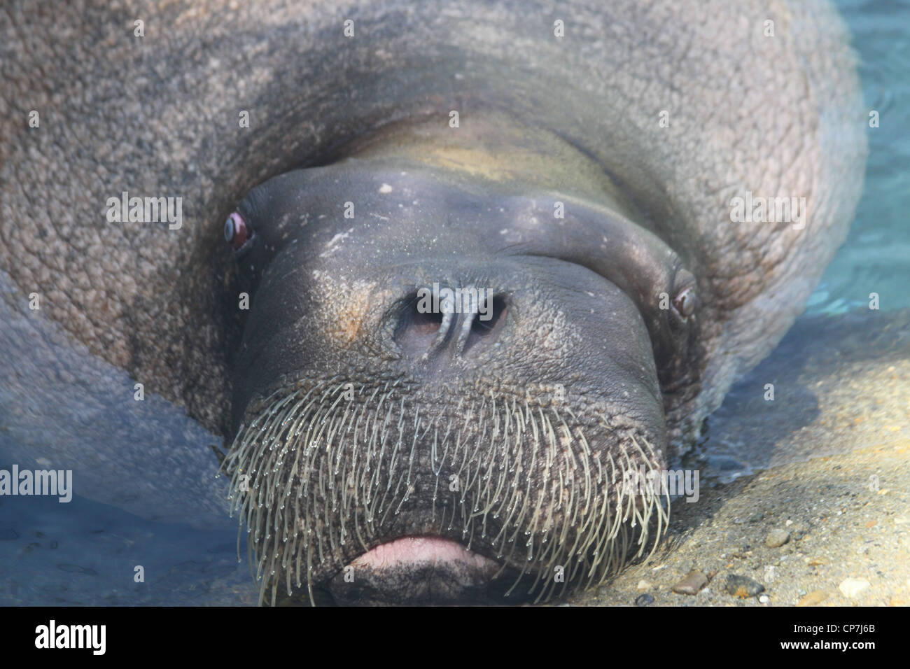 Moping High Resolution Stock Photography and Images - Alamy