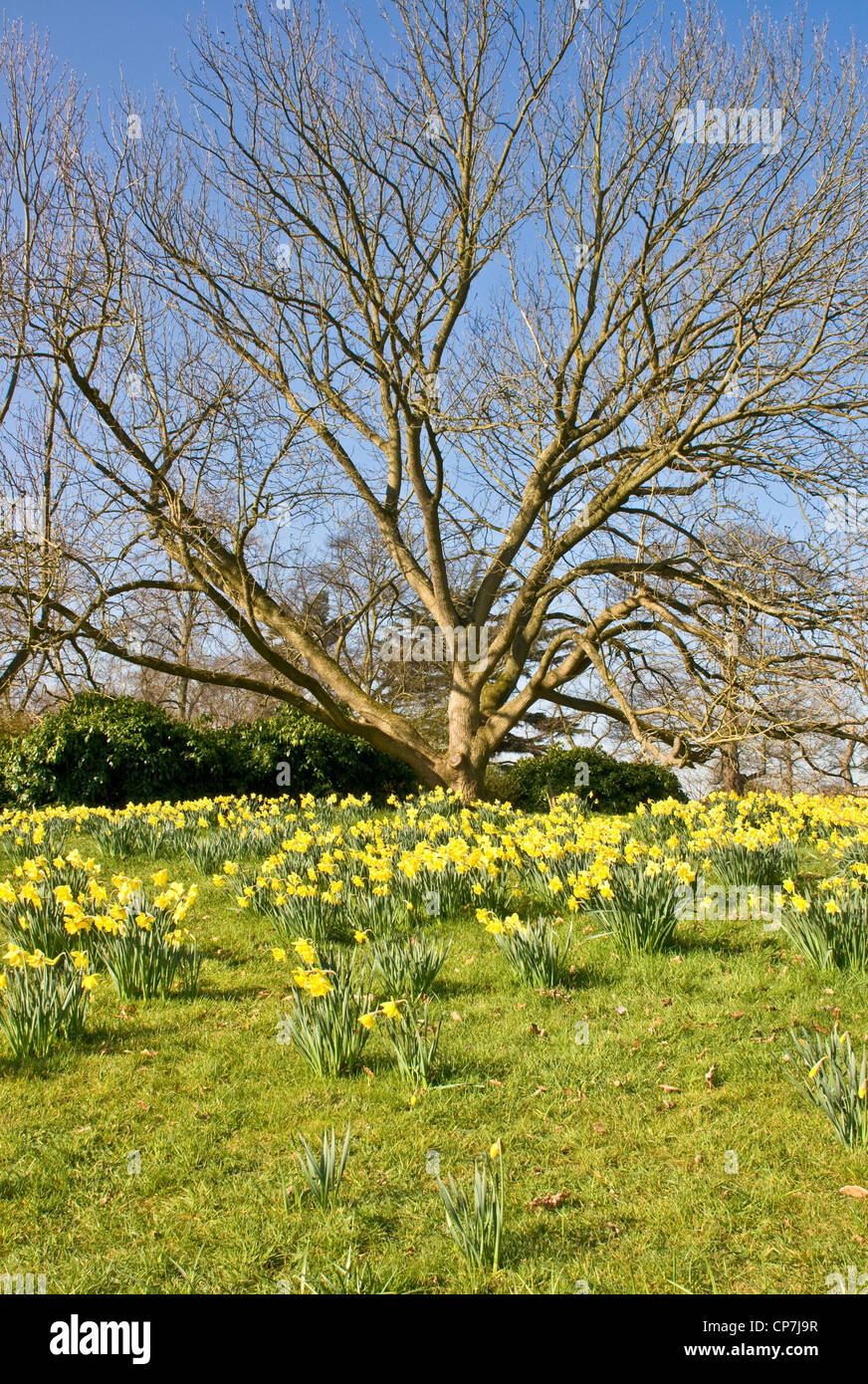 Daffodils scene hi-res stock photography and images - Alamy
