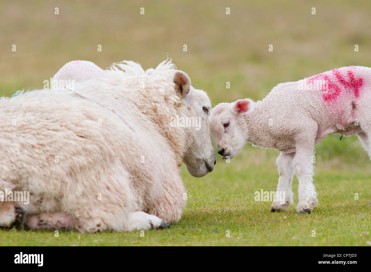 Lamb nuzzling mother showing milk around it's lips after suckling. Rye ...
