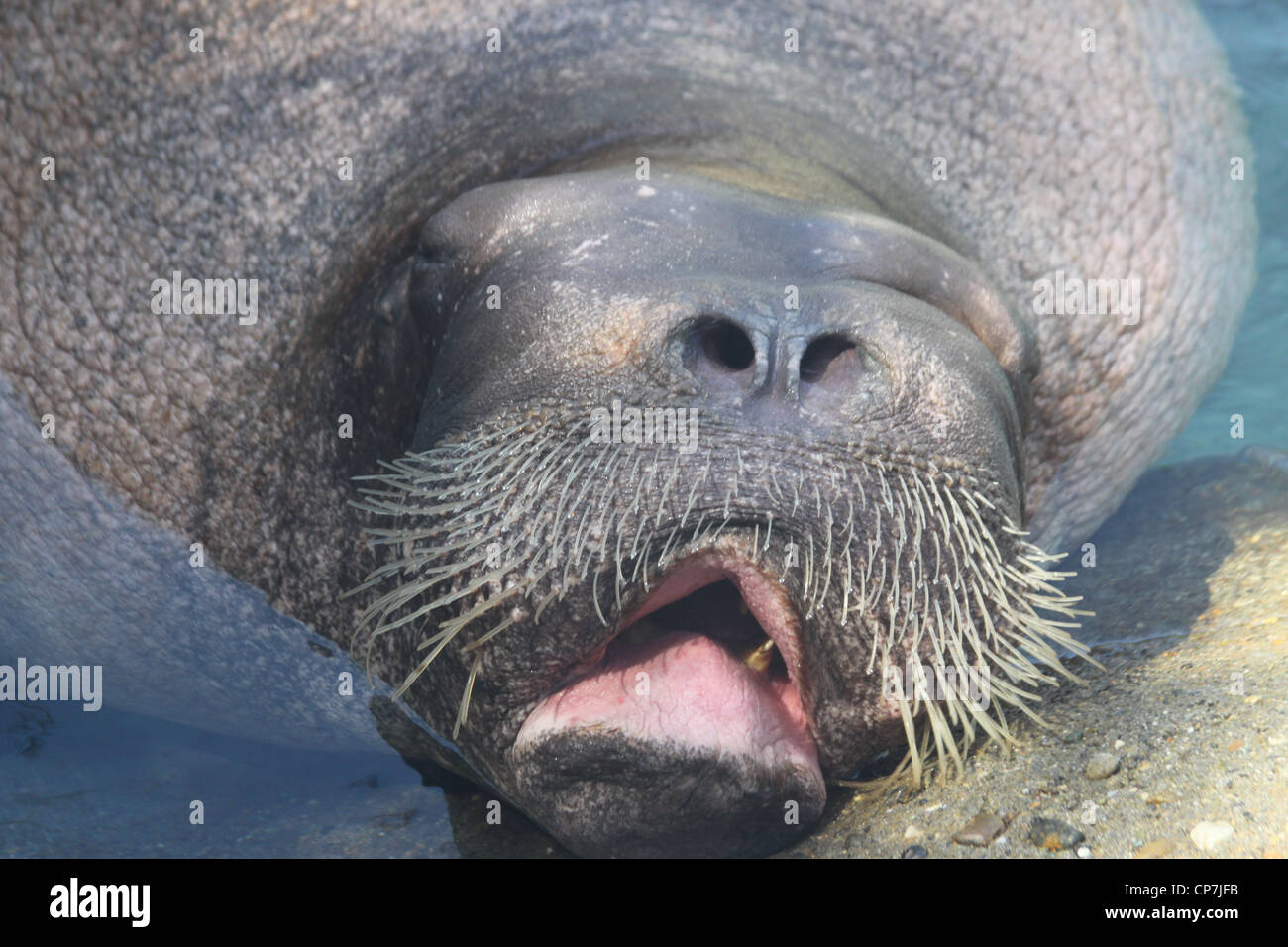 Funny Walrus Face