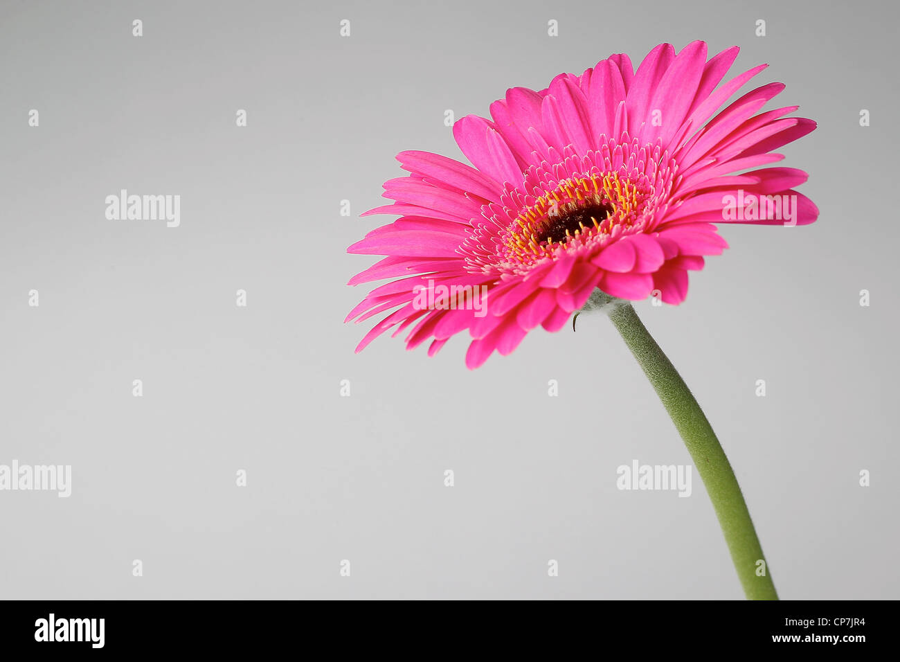 Pink isolated gerbera with a green stem Stock Photo - Alamy